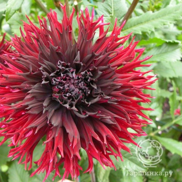 Георгина Кенора Макоп-Б бахромчатая купить в Москве по низкой цене ...