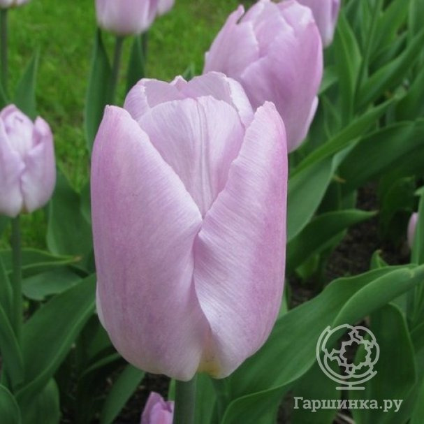 Тюльпан Мистик Принц простой раний 5шт купить в Москве по низкой цене ...