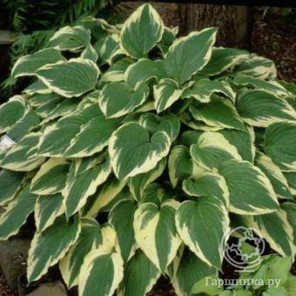 Хоста Моерхейм (M) купить в Москве по низкой цене - интернет-магазин ...
