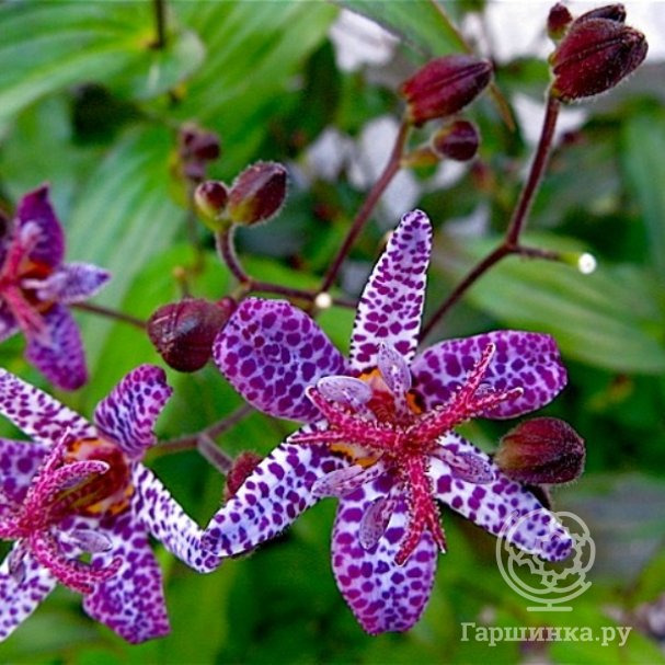 Tricyrtis store
