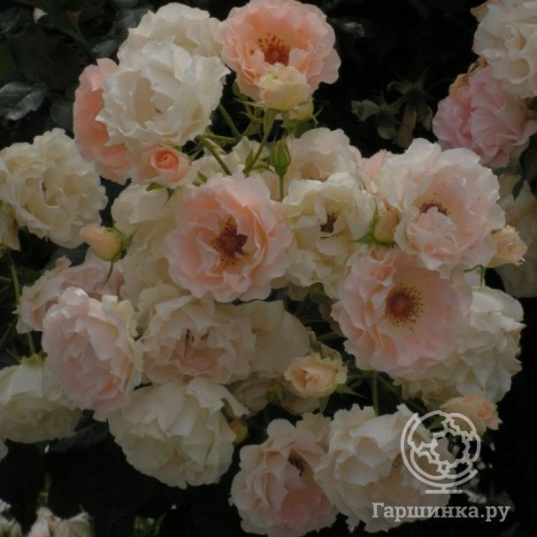 Роза Рококо кустарниковая, Топалович купить в Севастополе по низкой ...