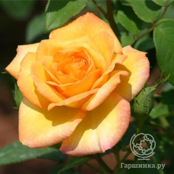 Роза Голд Медал чайно-гибридная, Топалович купить в Москве по низкой ...