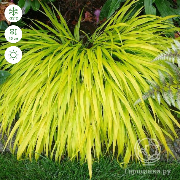 Hakonechloa macra all gold store