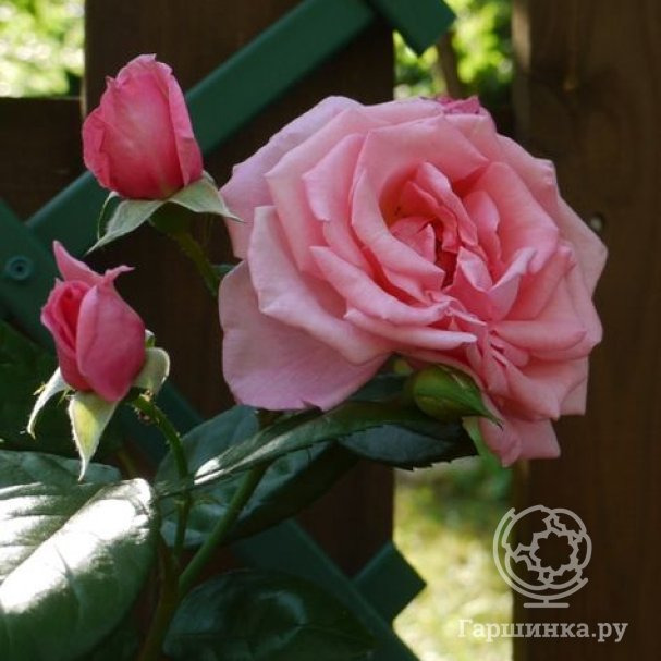 Роза Дансин Квин, Фрайер купить в Москве по низкой цене - интернет ...