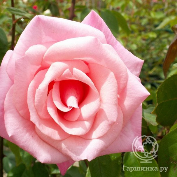 Роза Хай Хоупс, Харкнесс купить в Москве по низкой цене - интернет ...