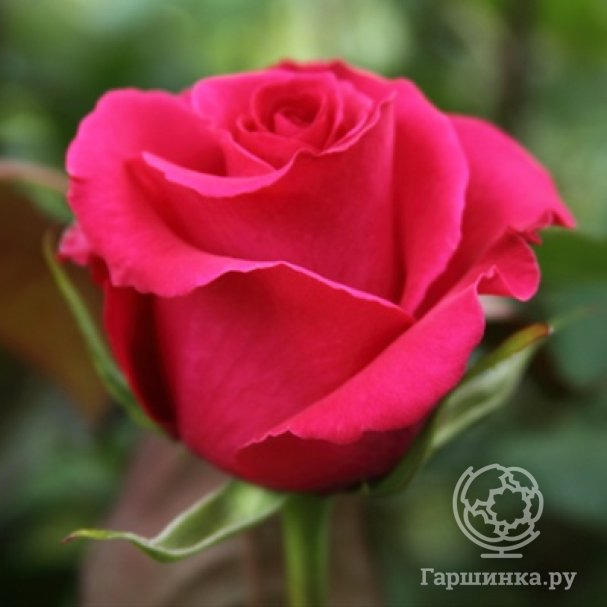 Роза Ред Хат Леди, Харкнесс купить в Москве по низкой цене - интернет ...