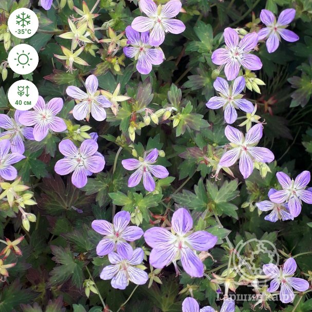 Герань Fay Anna купить в Москве по низкой цене - интернет-магазин Гаршинка