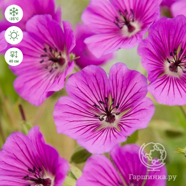 Герань Pink Penny купить в Москве по низкой цене - интернет-магазин ...