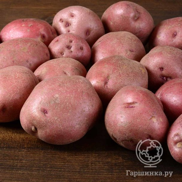 Картофель Снегирь (репродукция Супер-Элита) 10шт. купить в Москве по ...