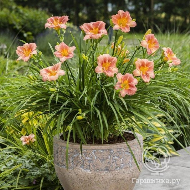 EveryDaylily Cerise