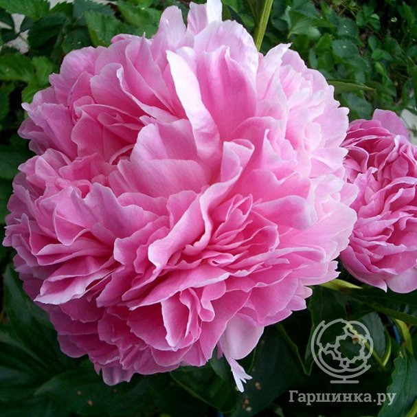 Пион Lady Kate купить в Москве по низкой цене - интернет-магазин Гаршинка