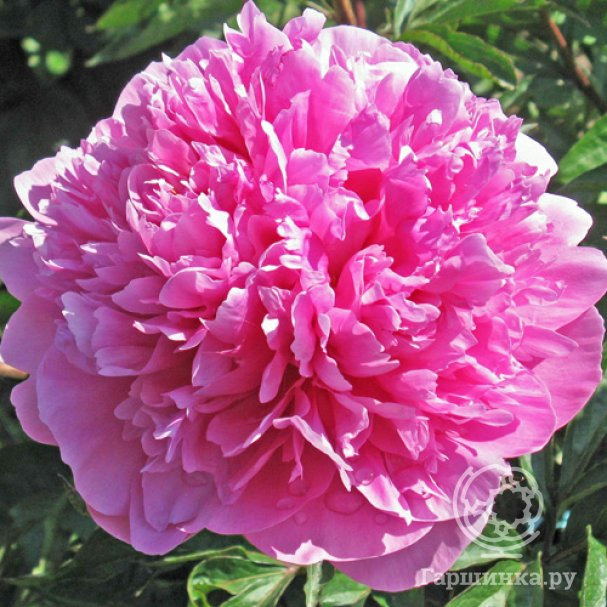 Пион Prairie Princess купить в Москве по низкой цене - интернет-магазин ...