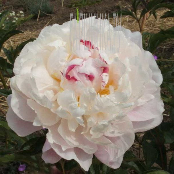 Пион Вог купить в Москве по низкой цене - интернет-магазин Гаршинка