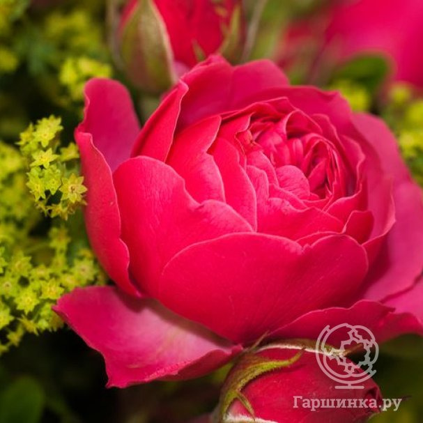 Роза Мэджик Рококо кустарниковая, Тантау купить в Москве по низкой цене ...