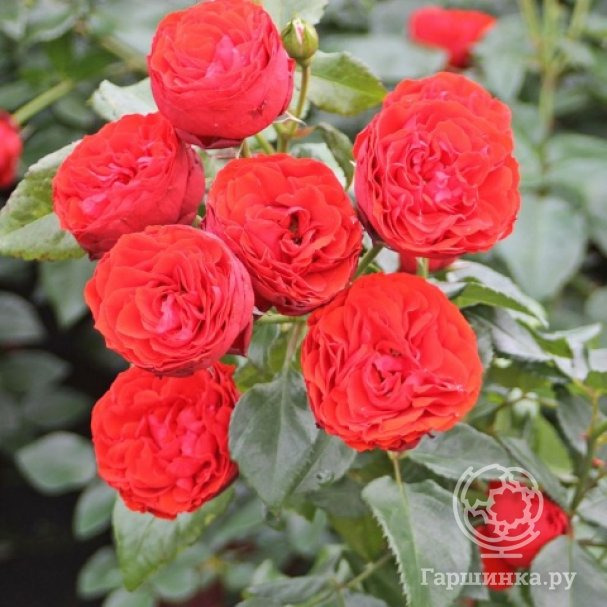 Роза Хот Рококо кустарниковая, Тантау купить в Москве по низкой цене ...