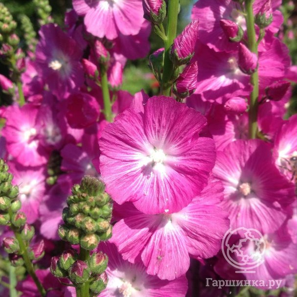 Сидальцея Канди Герл купить в Москве по низкой цене - интернет-магазин ...