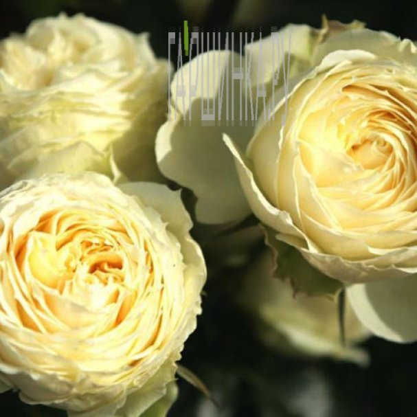 Роза Лемон Рококо кустарниковая купить в Москве по низкой цене ...