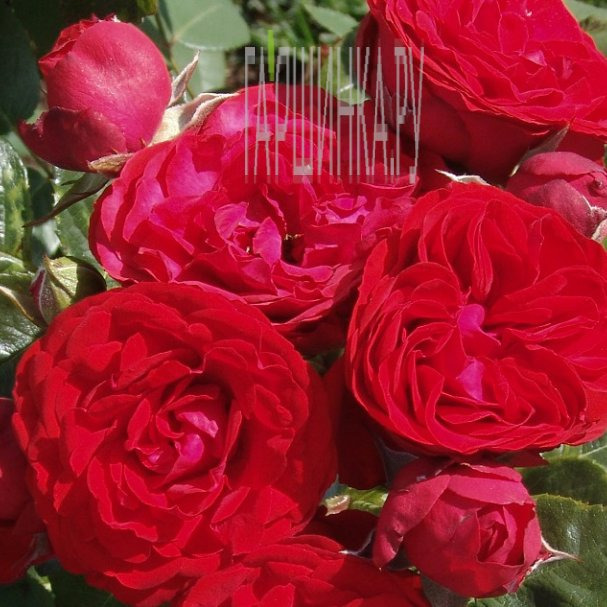 Роза Хот Рококо флорибунда, Тантау купить в Москве по низкой цене ...