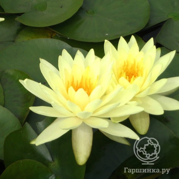 Нимфея Лемон Мист купить в Москве по низкой цене - интернет-магазин ...