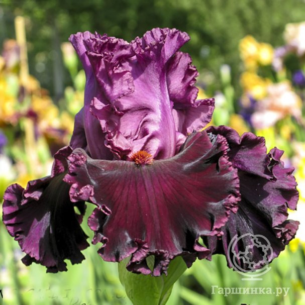 Ирис Ап ин Флеймс купить в Москве по низкой цене - интернет-магазин ...