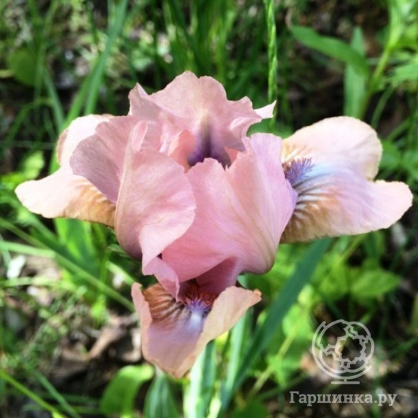 Ирис карликовый Волтс купить в Москве по низкой цене - интернет-магазин ...