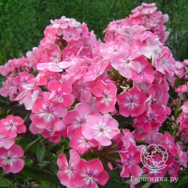 Флокс метельчатый Ева Форстер купить в Москве по низкой цене - интернет ...