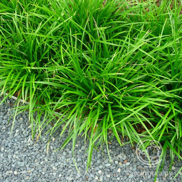 Осока Морроу Айриш Грин купить в Москве по низкой цене - интернет ...