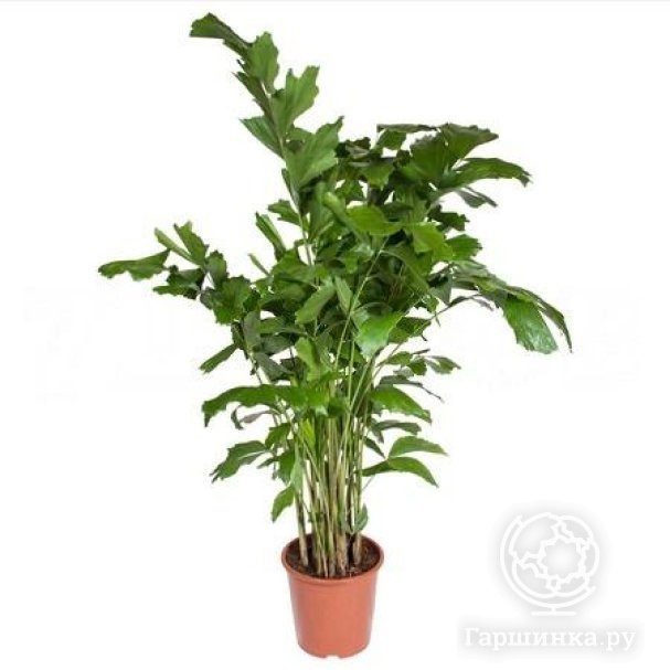 Кариота купить в Москве по низкой цене - интернет-магазин Гаршинка