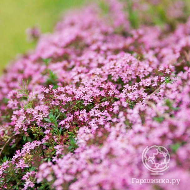 Тимьян Халл Вар. Роза ранний купить в Москве по низкой цене - интернет ...