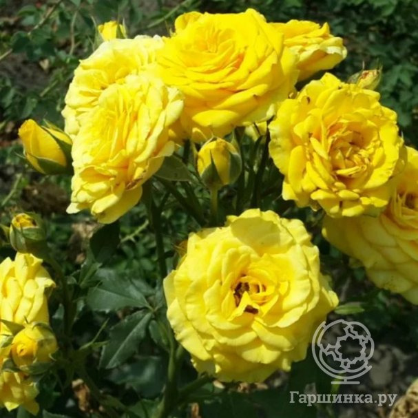 Роза Илиос чайно-гибридная, Imperial Rose купить в Москве по низкой ...