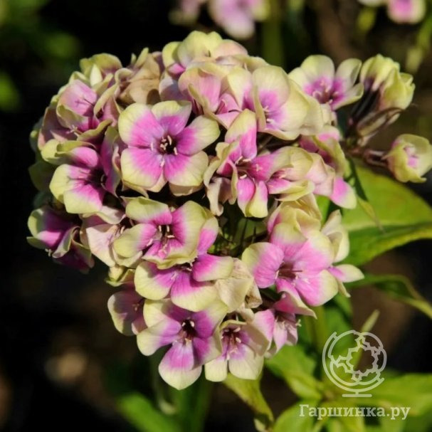 Флокс Неон Щербет Бленд метельчатый купить в Москве по низкой цене ...