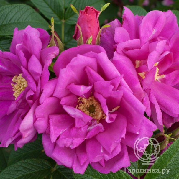 Роза Ротес Меер купить в Москве по низкой цене - интернет-магазин Гаршинка