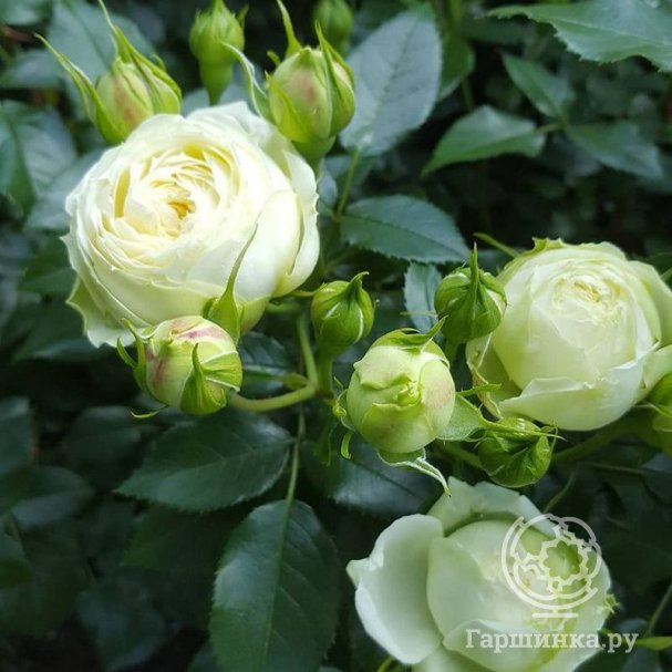 Роза Лемон Рококо купить в Москве по низкой цене - интернет-магазин ...