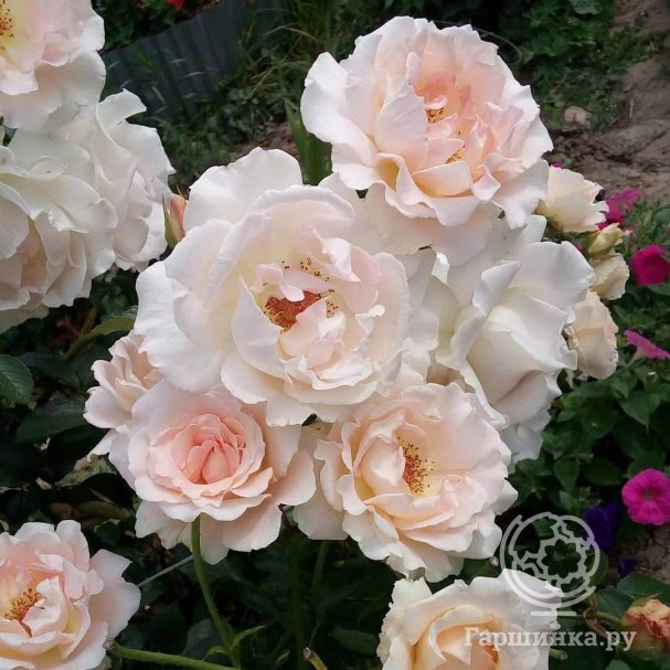 Роза Шампань Рококо купить в Москве по низкой цене - интернет-магазин ...