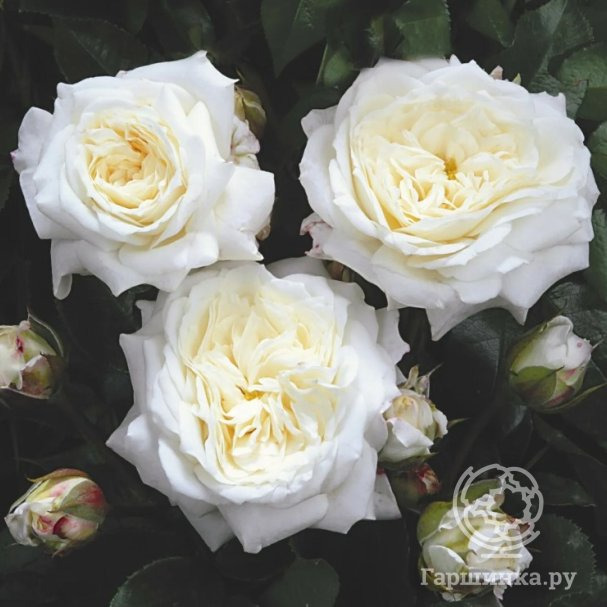 Роза Алабастер купить в Москве по низкой цене - интернет-магазин Гаршинка