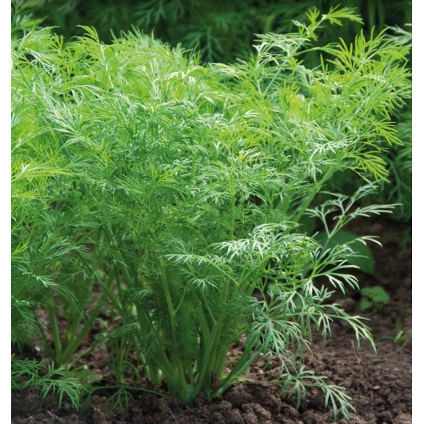 Семена Укроп Гладиатор (А) 2, Поиск купить в Москве по низкой цене ...