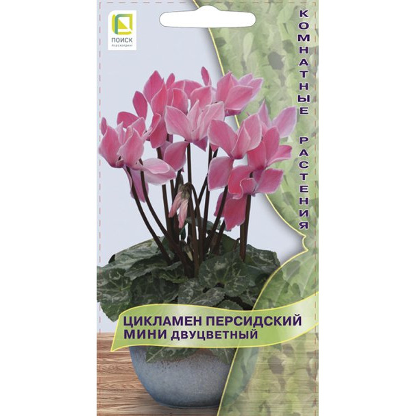 Семена Цикламен персидский мини Двуцветный 2, Поиск купить в Москве по ...
