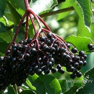 Бузина купить онлайн в Москве по низкой цене - интернет-магазин Гаршинка