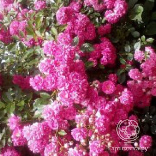 Купить Роза Супер Дороти, Питомник Розы Фокино в питомнике. Доставка ...