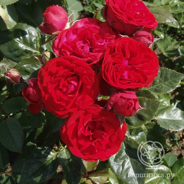 Роза Хот Рококо купить в Москве по низкой цене - интернет-магазин Гаршинка