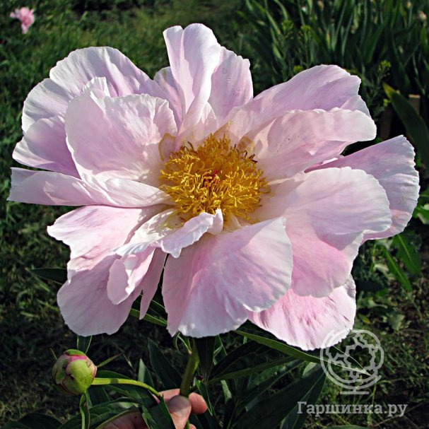 Пион Си Шелл купить в Москве по низкой цене - интернет-магазин Гаршинка