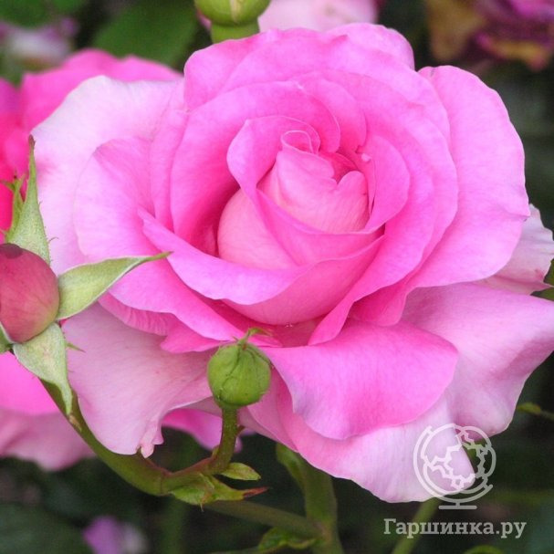 Роза Пинк Мартини, Питомник роз купить в Москве по низкой цене ...