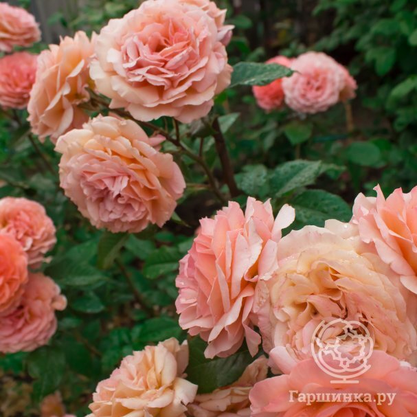 Роза Бельведер шраб купить в Москве по низкой цене - интернет-магазин ...