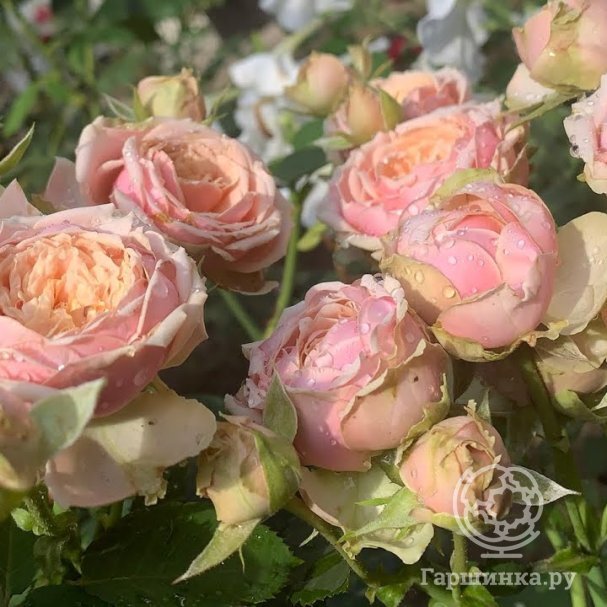 Роза Эден Романтика, Питомник роз Королева Роза купить в Москве по ...