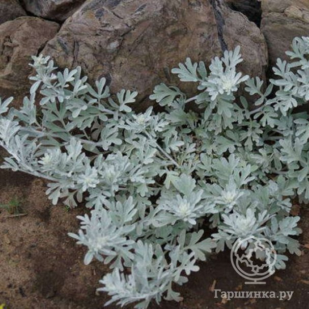 Полынь Стеллера Сильвер Брокад купить в Москве по низкой цене ...