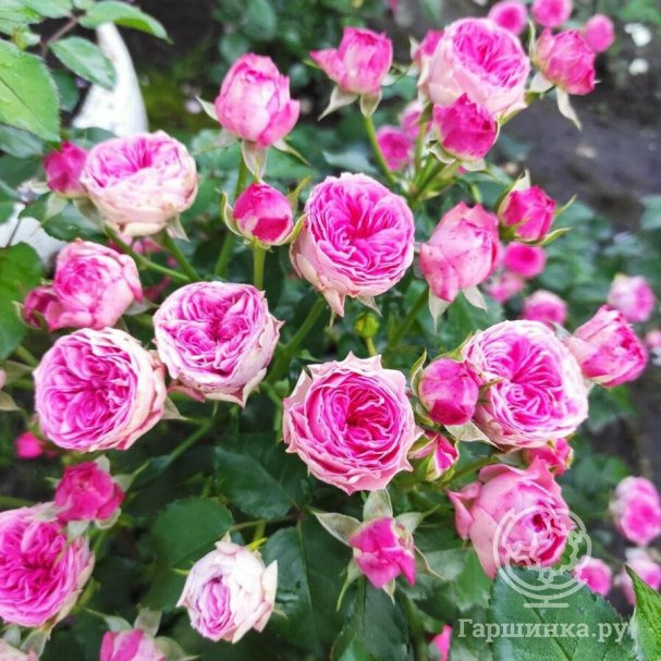 Роза Кэнди Рококо, Питомник роз купить в Москве по низкой цене ...