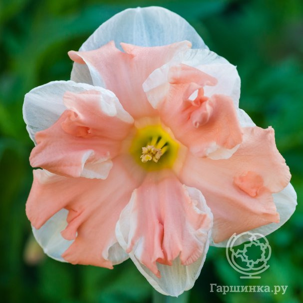 Нарцисс Априкот Вирл гофрир.коронка 3 шт. купить в Москве по низкой ...