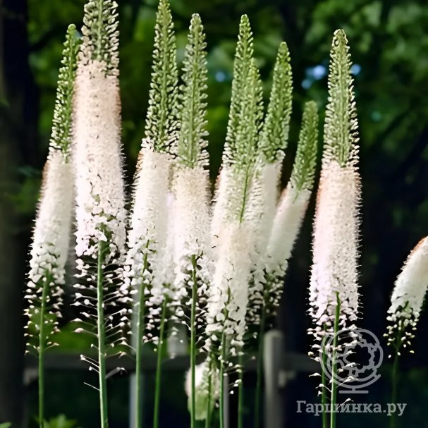 Эремурус Лайн Денс купить в Москве по низкой цене - интернет-магазин ...