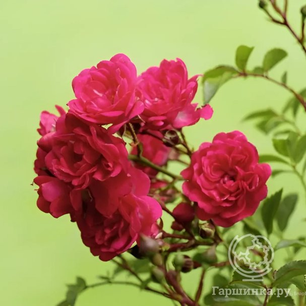 Роза Рот Зе Фейри почвопокровная, Питомник роз купить в Москве по ...