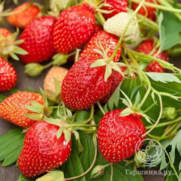 Клубника Остара 3 шт купить в Москве по низкой цене - интернет-магазин ...